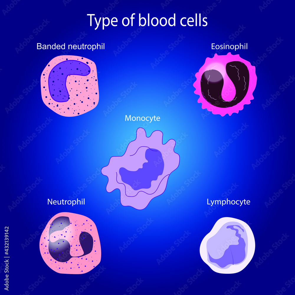 Types of White blood cells, leukocytes, involved in protecting the body ...