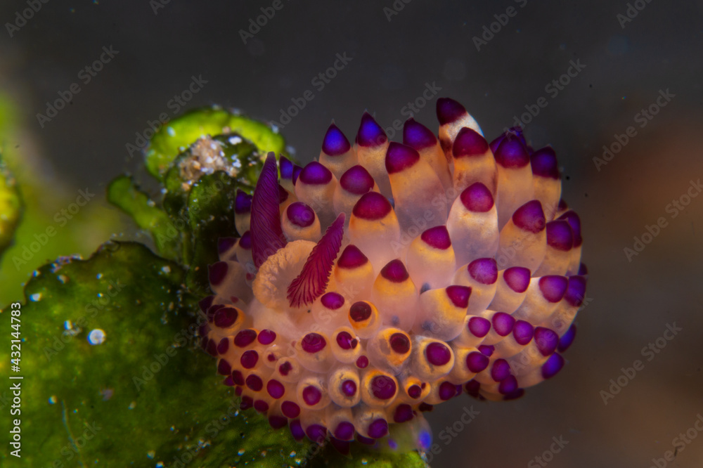 Purple-tipped janolus (janolus savinkini) a sea slug, an arminina ...