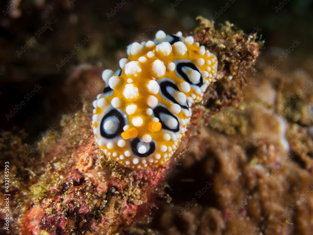 Bright yellow and white Ocelated Phyllidia nudibranch (Phyllidia ...