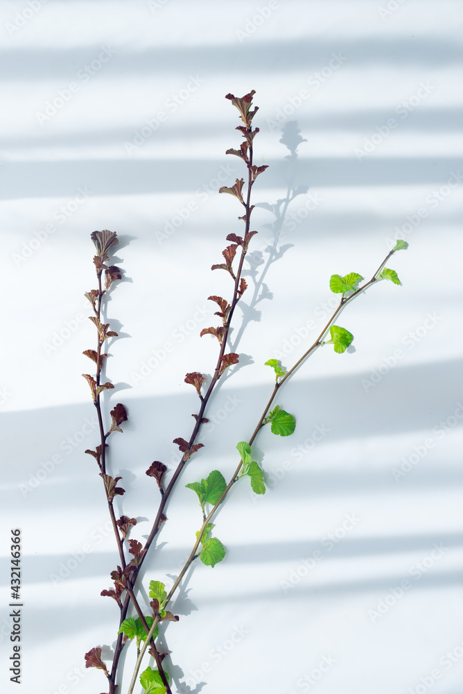 Three twigs with tender leaves of red and bright green color placed ...