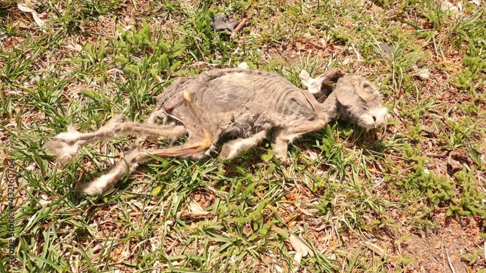 Closeup dead rabbit in nature. Carcass of a rabbit in the wooden ...
