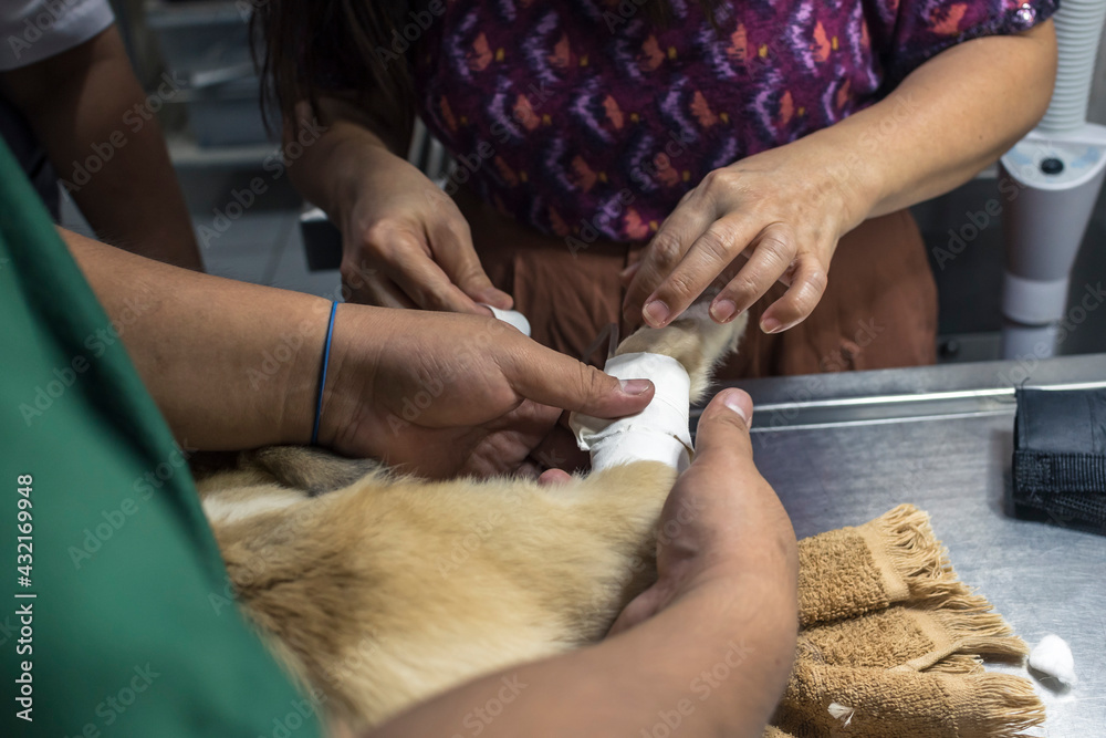 A veterinarian secures an IV line on sick puppy's leg with adhesive ...