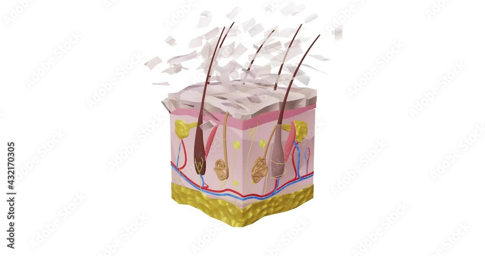 3d animation of stylized detailed inner composition of a square of skin ...