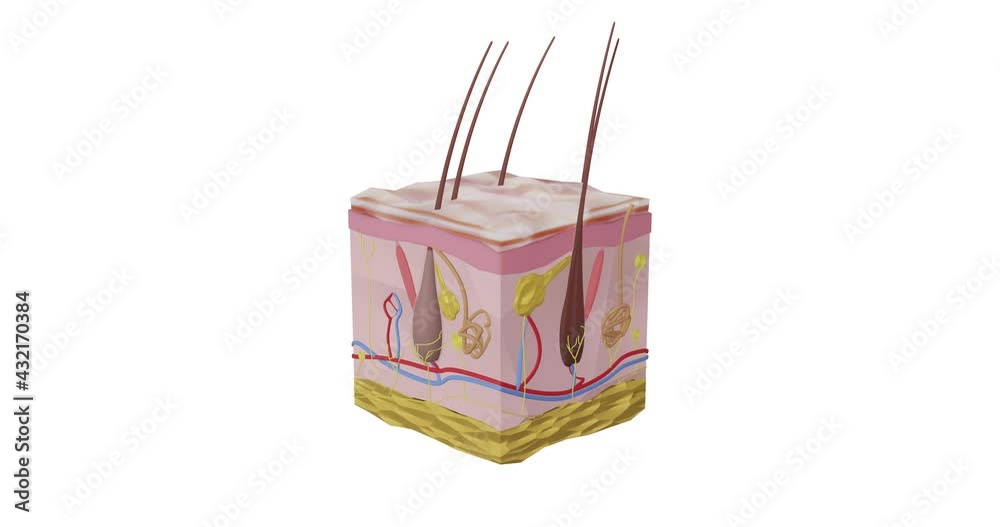 3d animation of the rotation of the stylized detailed inner composition ...