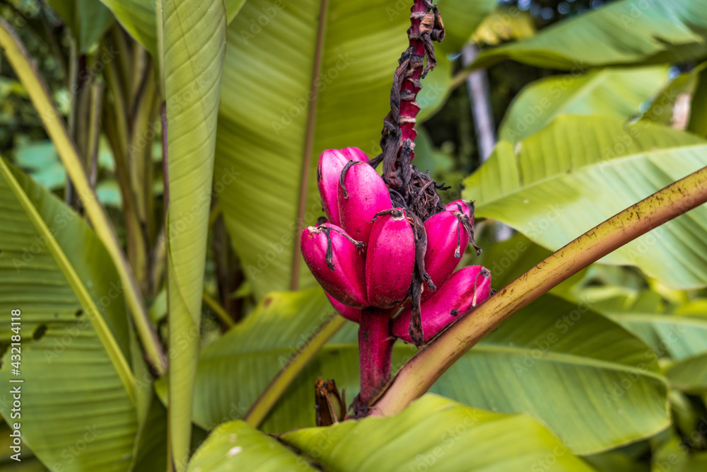 Hot pink bananas (musa velutina, or hairy banana), a species of seeded ...