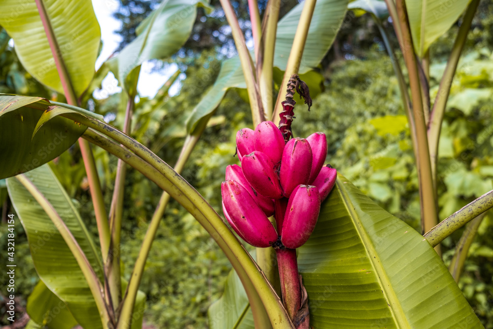 Hot pink bananas (musa velutina, or hairy banana), a species of seeded ...