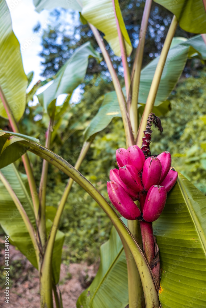Hot pink bananas (musa velutina, or hairy banana), a species of seeded ...