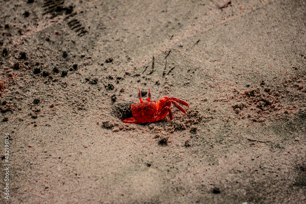 Red ghost crabs (Gecarcoidea natalis) running & sand digging , a Brachyura land crab or red ...