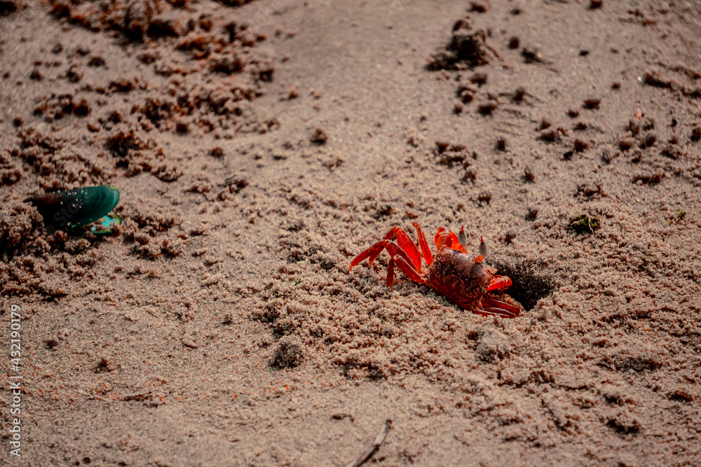 Red Ghost Crabs