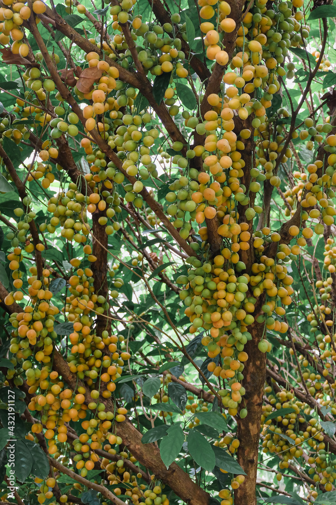 Sour Fruit Tree