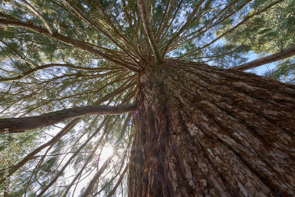 Redwood tree (Sequoiadendron giganteum, Bergmammutbaum). Huge ...