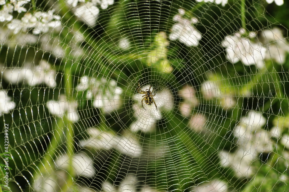 symmetrical spider web Stock Photo | Adobe Stock