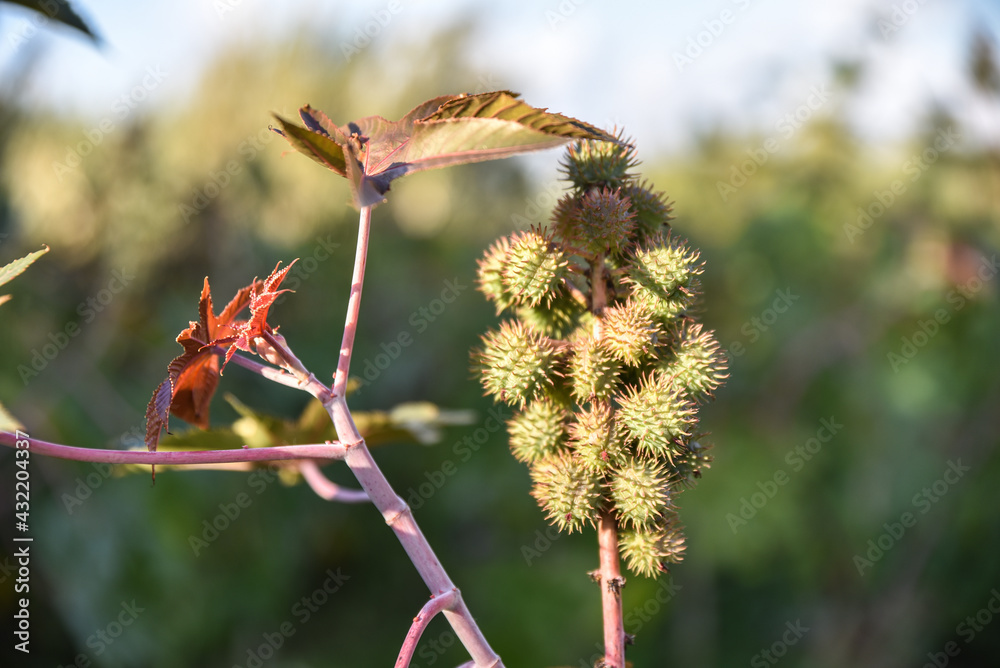 Castor, Castor Bean, Castor oil plant, Ricinus communis, commonly known ...