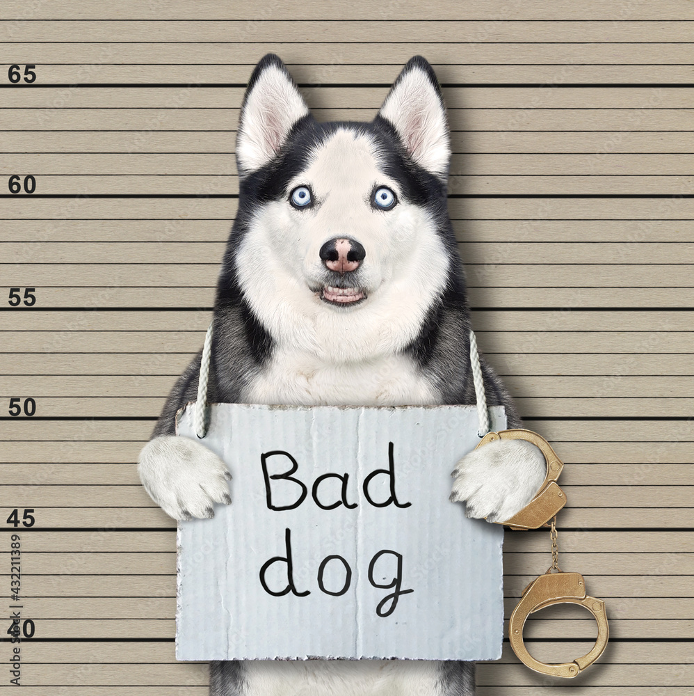 Are Huskies Bad Dogs