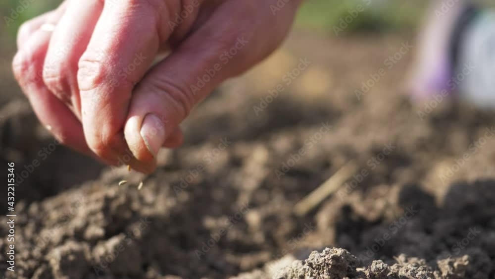 sowing seeds outdoors, planting season, gardening. female hands sowing ...