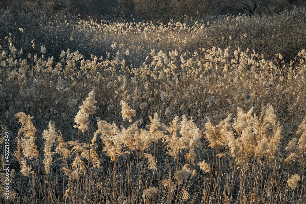 Dry common reed (phragmites australis) bed in the golden light of ...