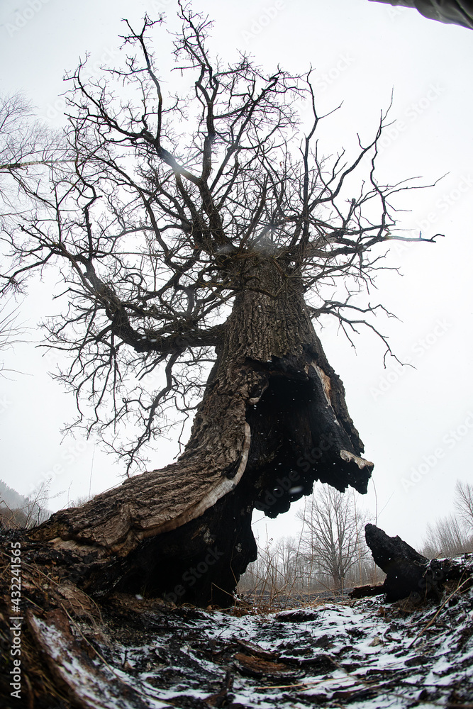 burned to the ground the trunk of a tree that continues to grow, the ...