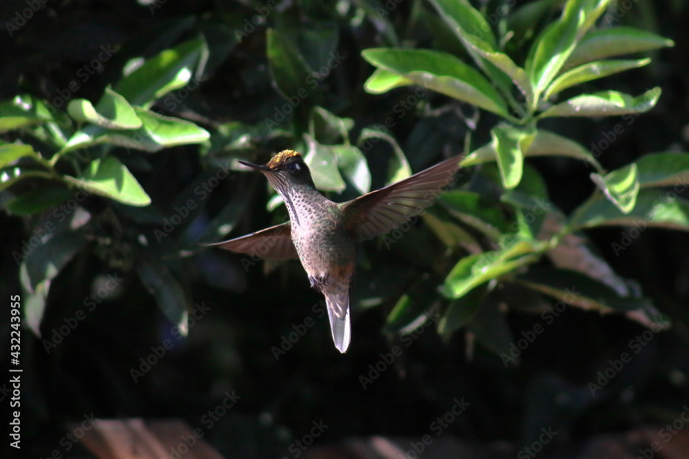 Foto de Colibrí o picaflor chico enfrentando el sol exhibiendo su pecho ...