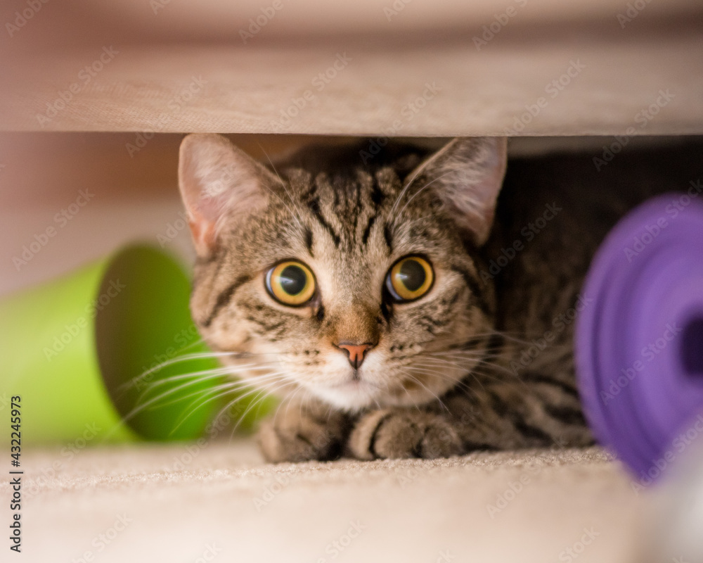 Black and gray tabby cat hiding under the bed with green and purple ...