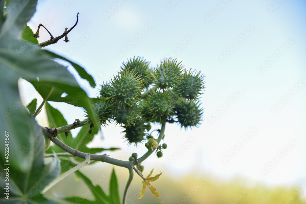 castor, castor tree, ricin, plant, ricinus, green, castor bean plant ...