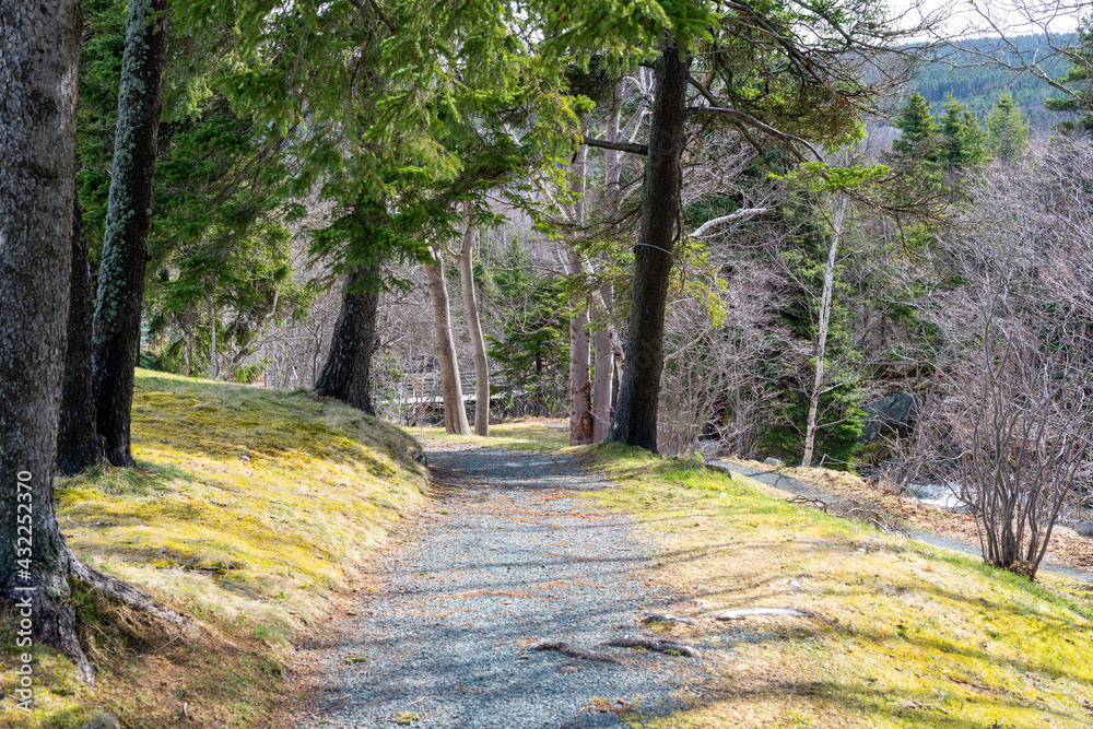 A summer's view of a park path or trail. Large trees are located on ...