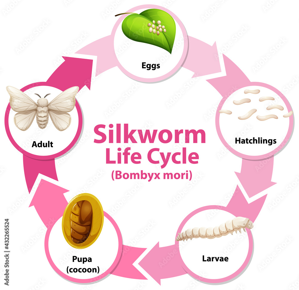 Diagram showing life cycle of Silkworm Stock Vector | Adobe Stock