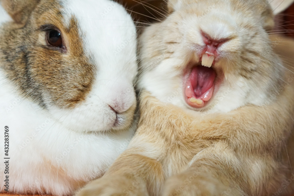 Yawning Bunny