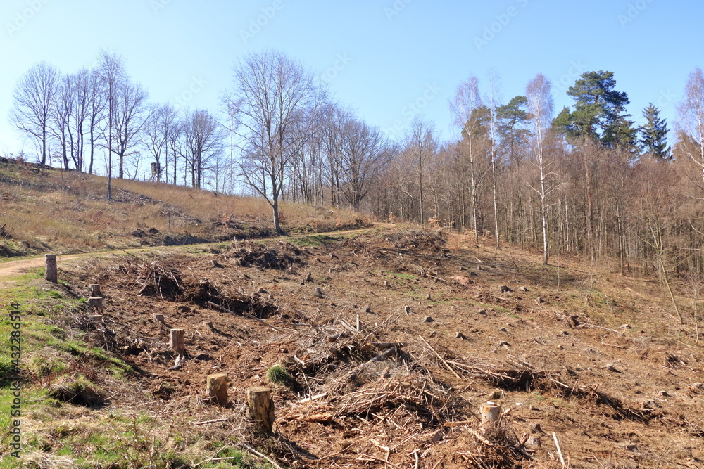 Pine tree forestry exploitation in a sunny day. Stumps and logs show ...