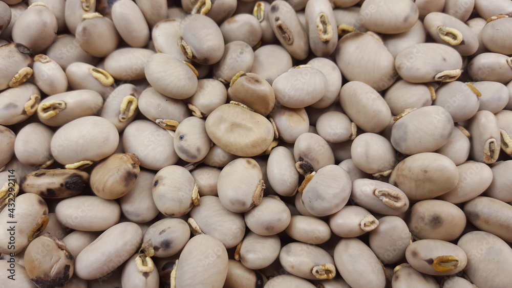 Photo & Art Print mucuna pruriens,monkey tamarind, velvet bean, Bengal ...