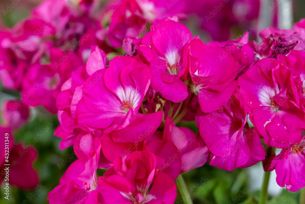 Bright pink ivy geranium (Pelargonium peltatum) in a garden. Also ...