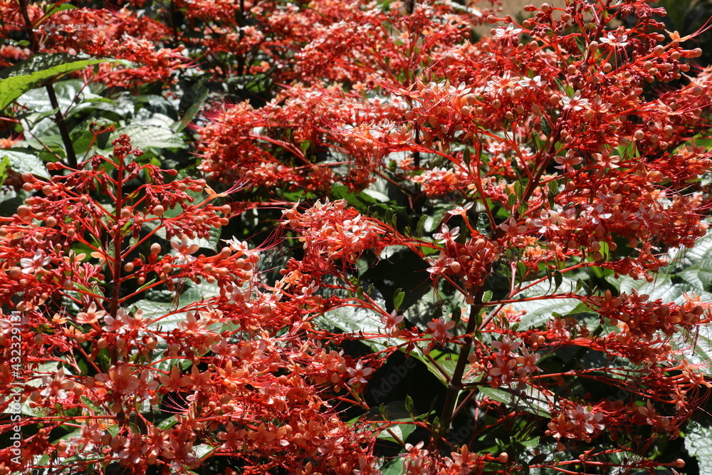 Clerodendrum paniculatum commonly known as Krishna kireedam or Pagoda ...