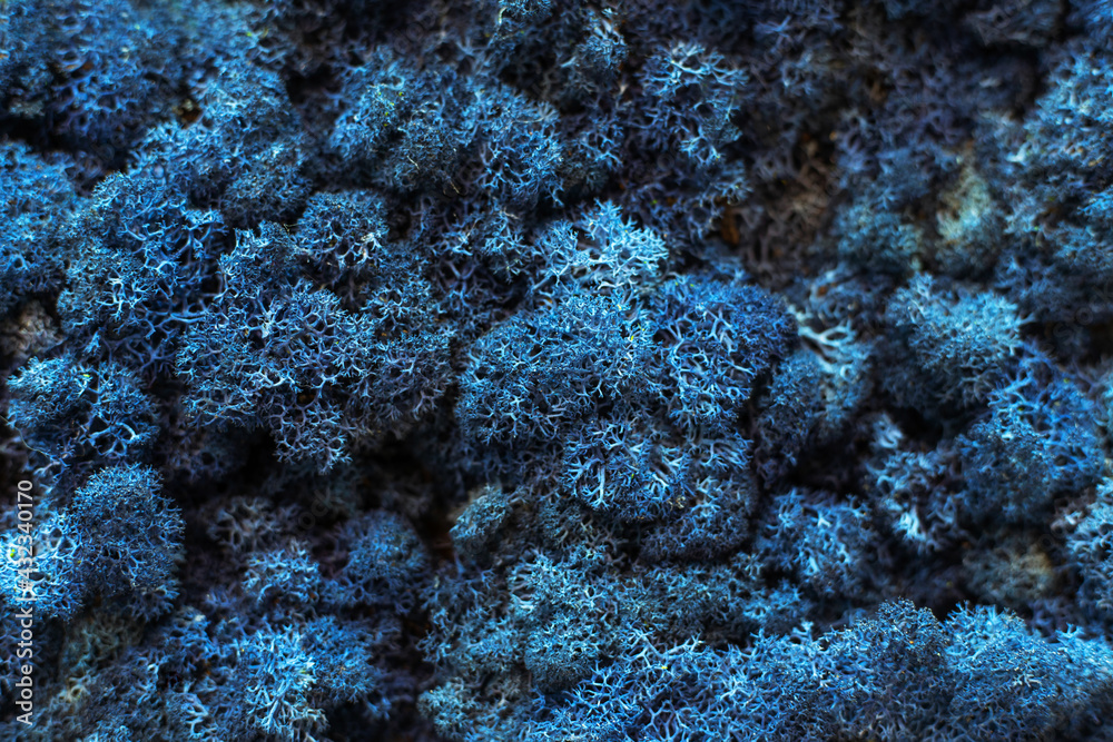 Blue moss texture. Wild yagel of spongy form. Flat lay of the frame ...