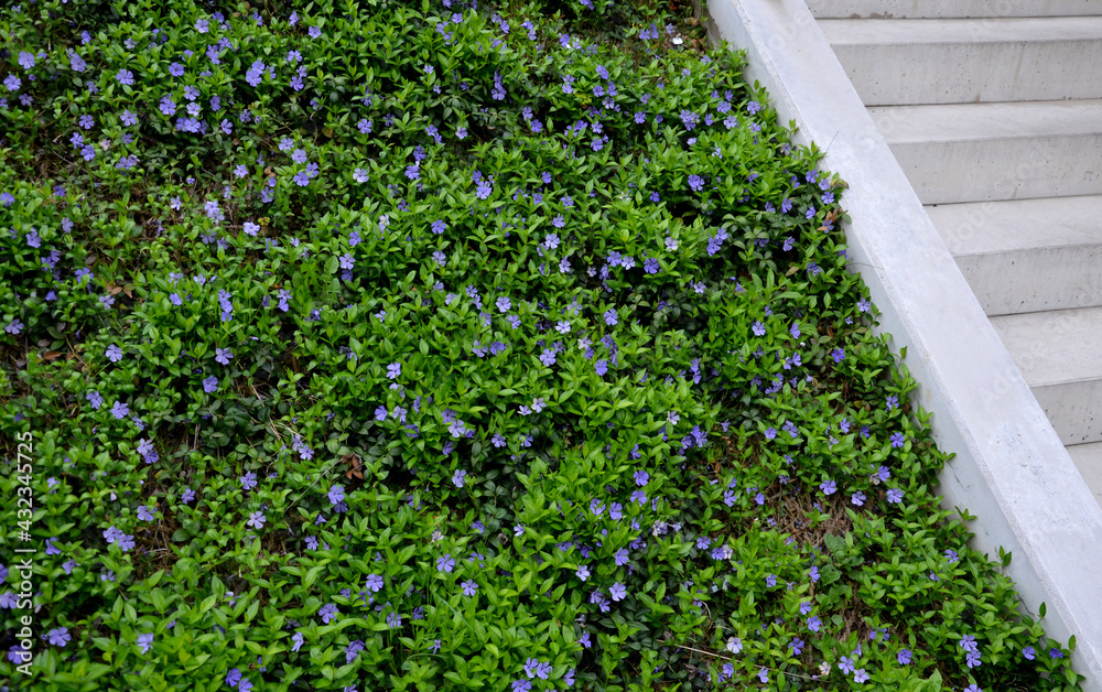 blue carpet of low creeping flowers. in detail flowerbed in the garden ...