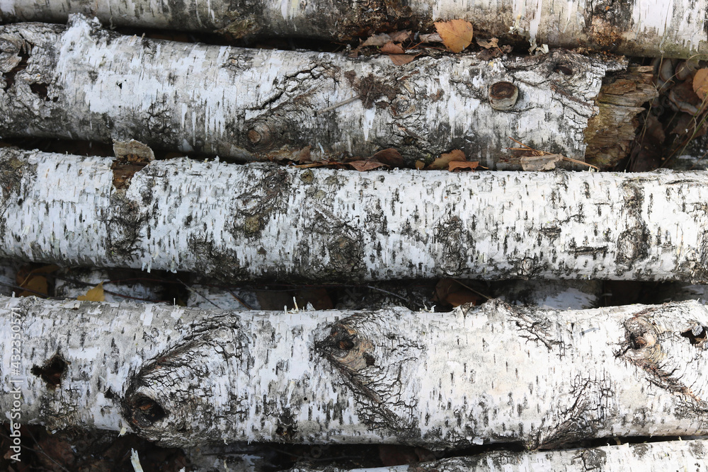 Birch bark texture with beautiful birch bark pattern for beautiful ...