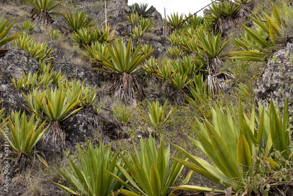 Foto de Agave growing in the mountains, near the city of Paul. Santo ...