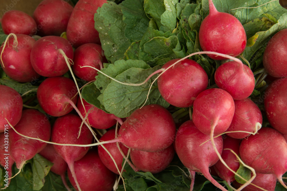 Rabanete, uma raiz saudável com sabor forte. Stock Photo | Adobe Stock