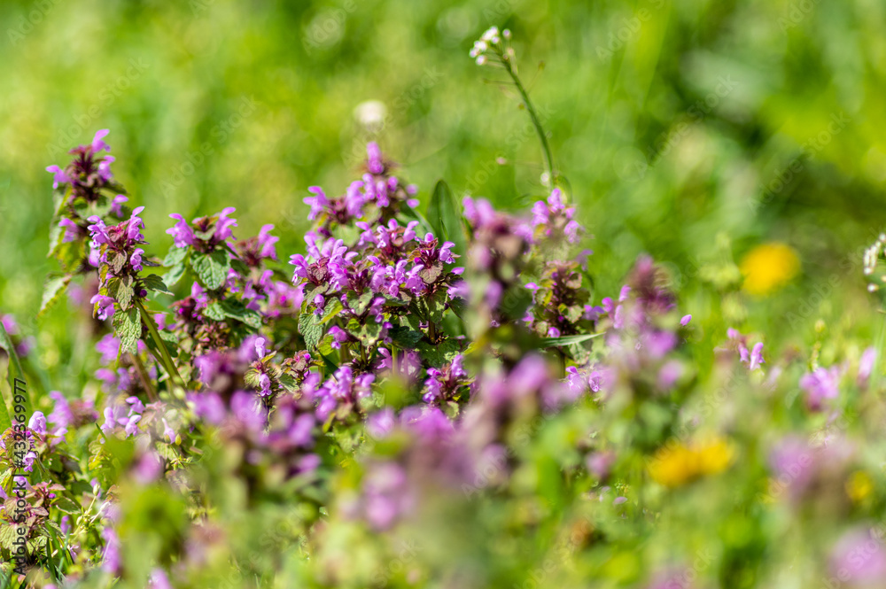 kolorowa rabata kwiatowa w ogrodzie Stock Photo | Adobe Stock