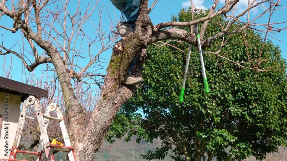 Working garden long scissors hanging on tree branch in the garden ...
