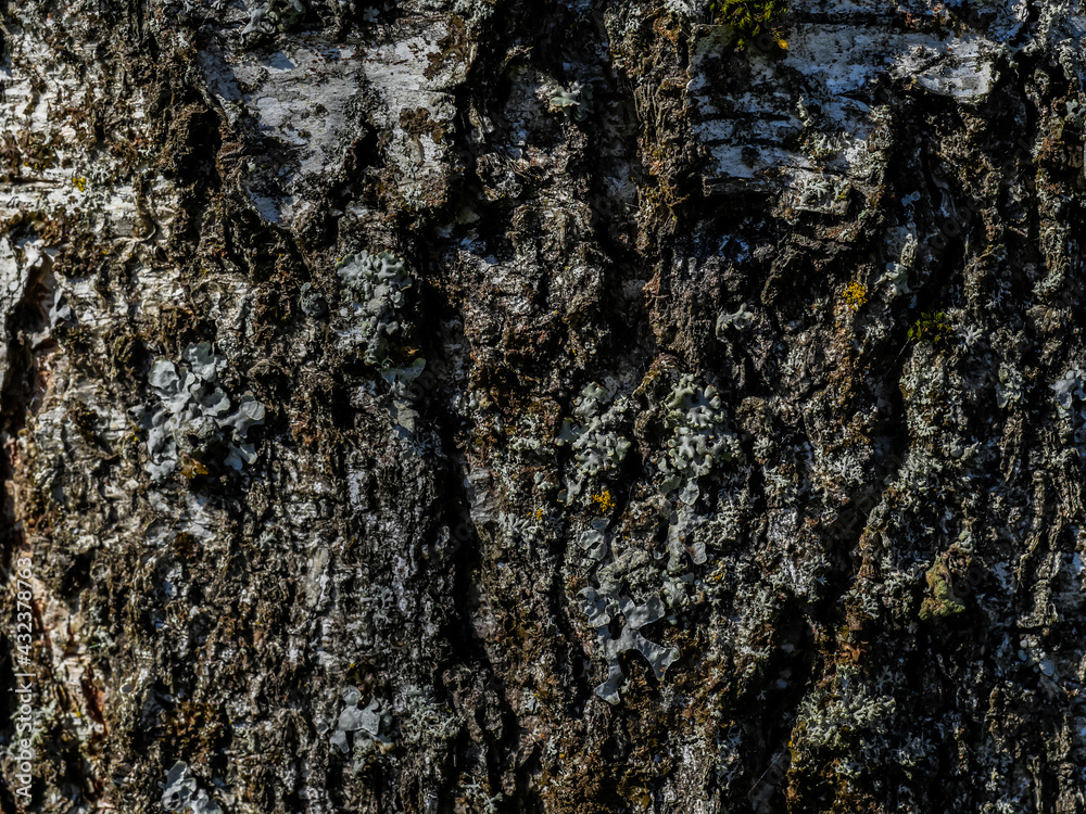 A seamless texture of tree bark - cool for wallpaper or background ...