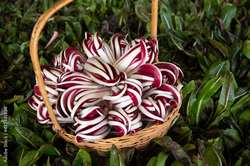 Treviso red radicchio is an Italian fruit and vegetable product with ...