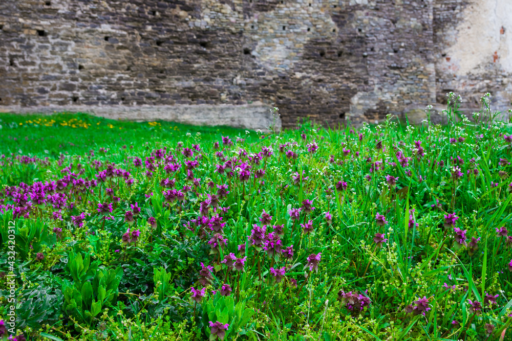 Purple flowers growing near the historic stone wall of the old castle ...