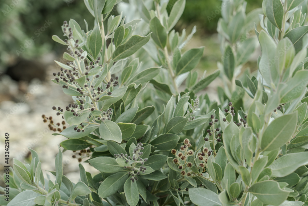 Foto de Conocarpus erectus, commonly called buttonwood or button ...