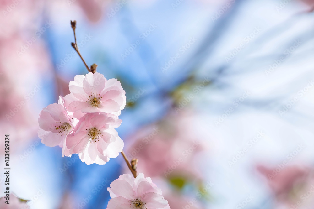 Cherry Blossom Macro Photography