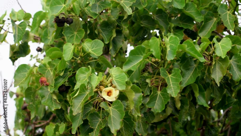 Thespesia populnea, commonly known as the portia tree , Pacific ...