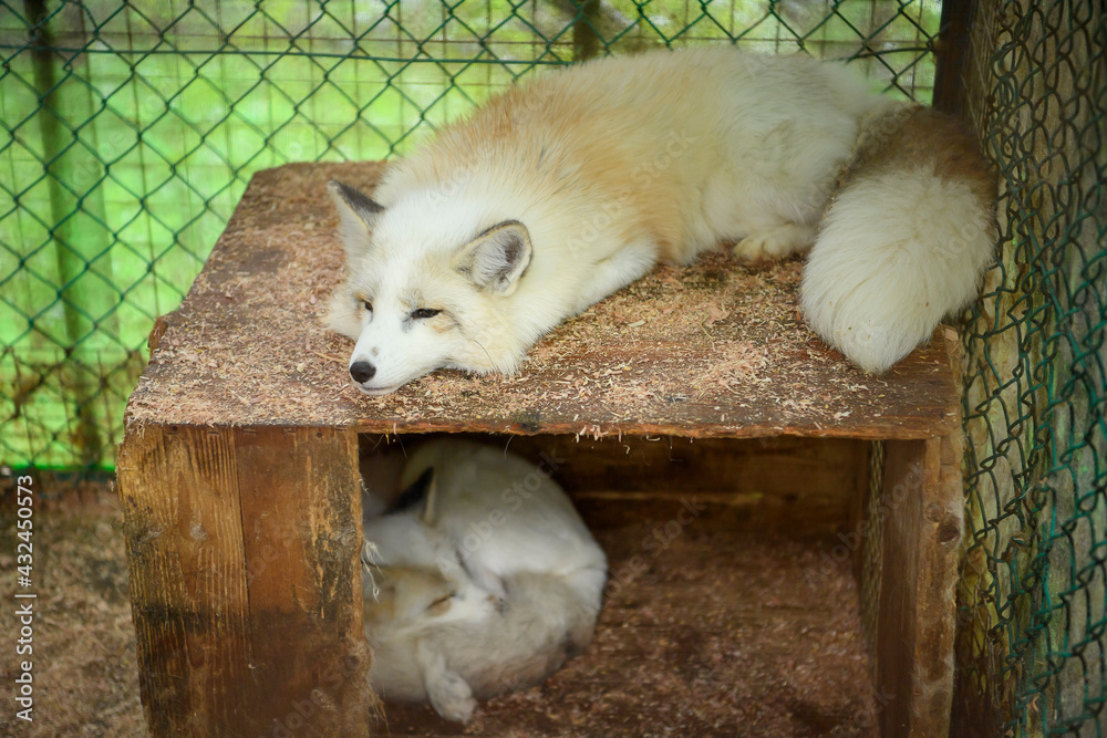 White fox Lying on a wooden box in the cage, he was sleepy and close to ...