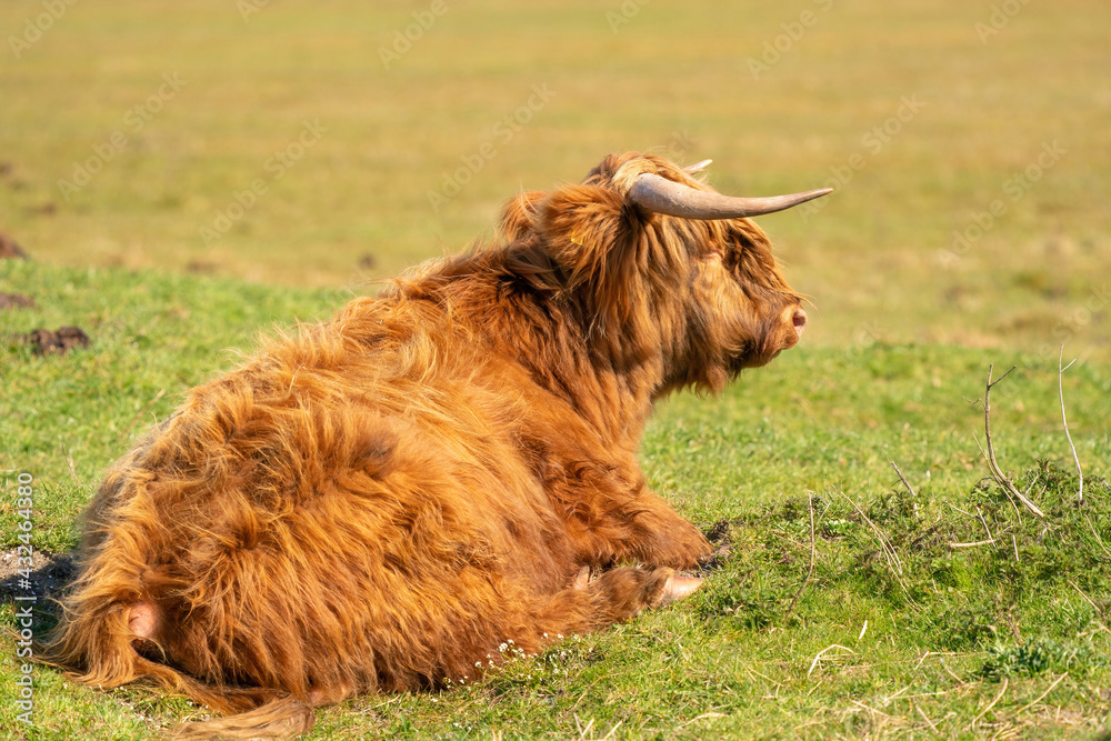 Scottish Highlander lies in the grass, in the sunlight. The cow has ...