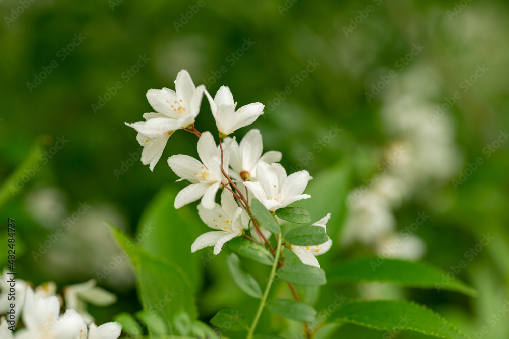 Full blooming of Japanese snowflower (Deutzia crenata) in Japan in ...