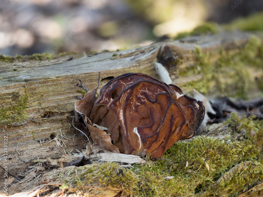 Gyromitra gigas, commonly known as the snow morel, snow false morel ...