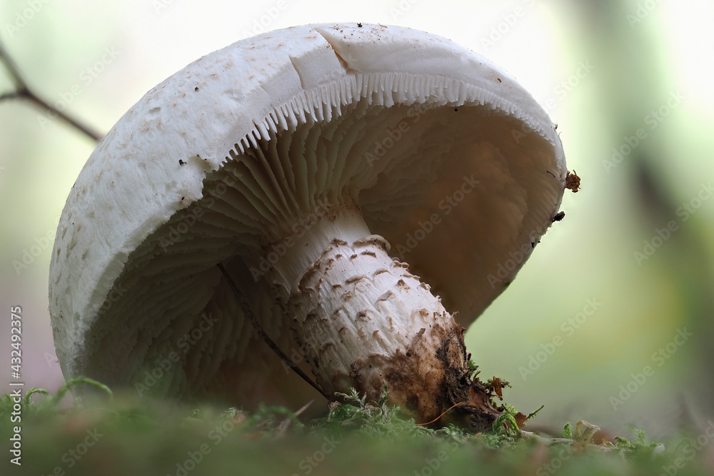 The scaly lentinus (Neolentinus lepideus) is an edible mushroom Stock ...