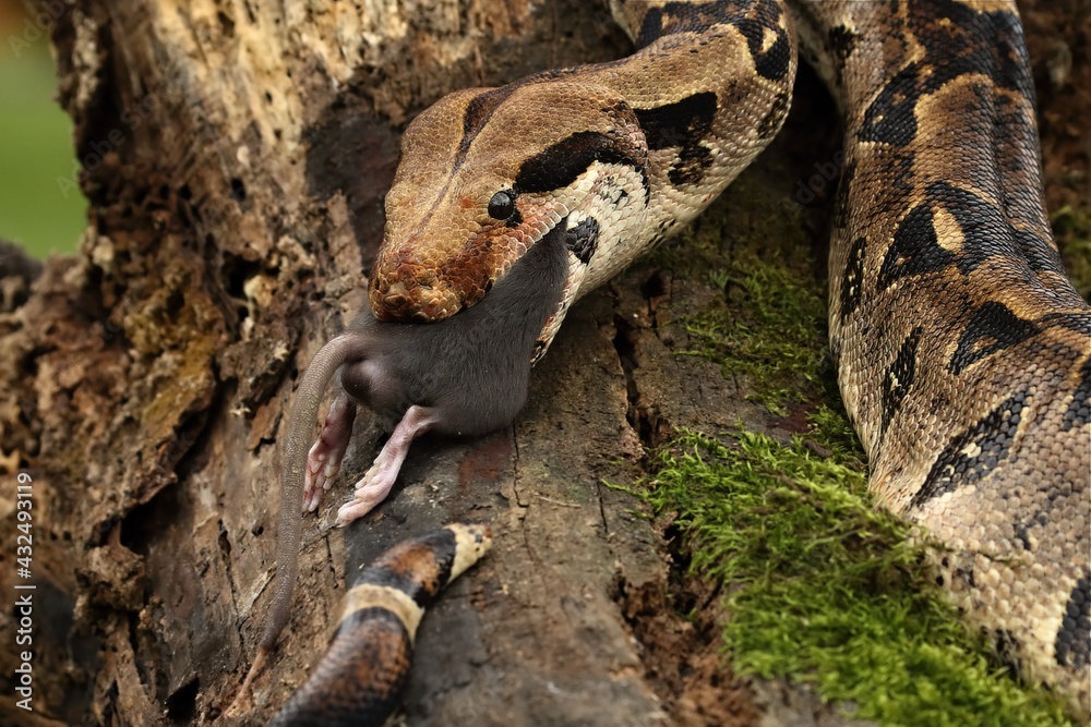The boa constrictor (Boa constrictor), also called the red-tailed boa ...